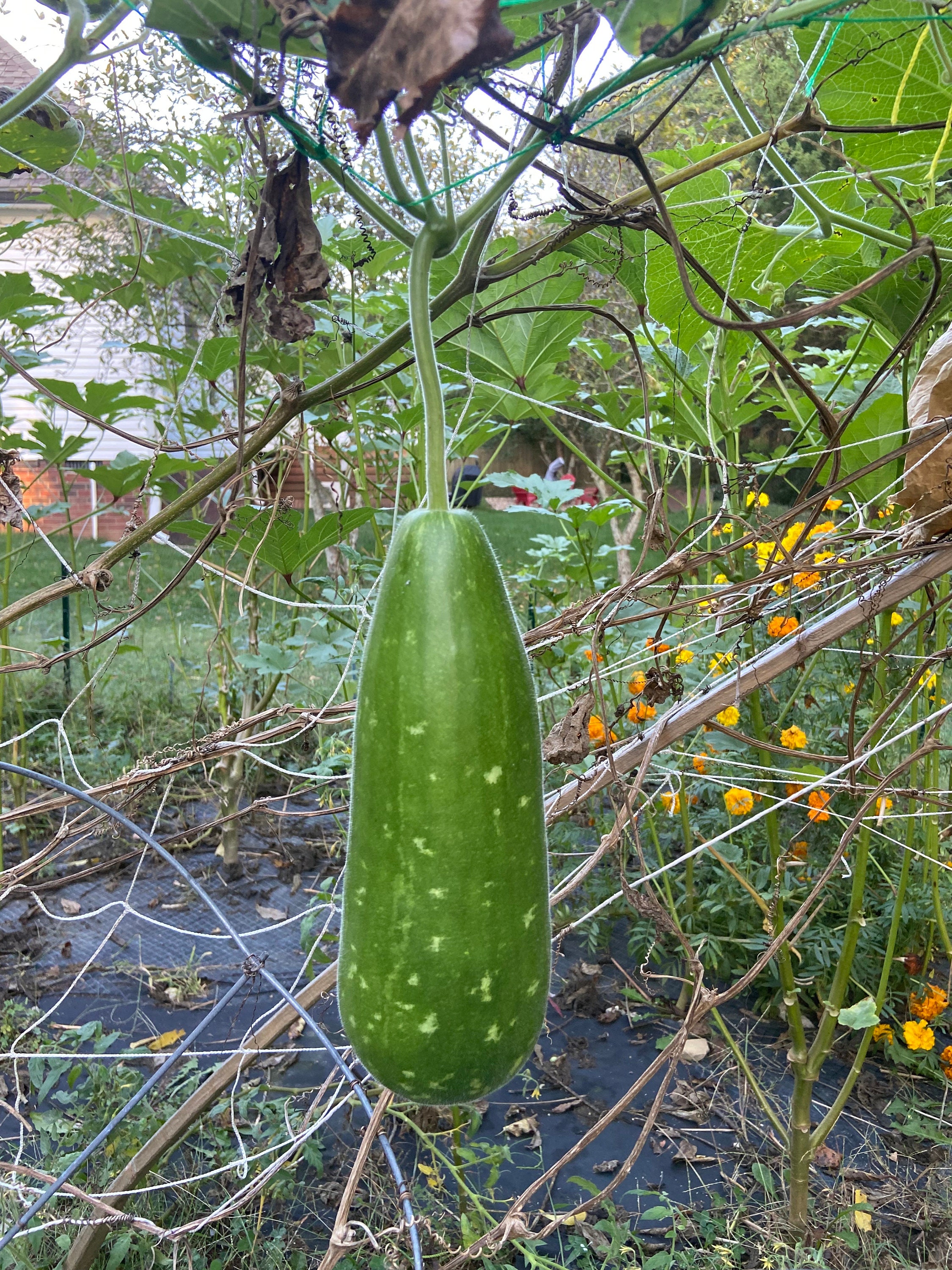 Bengali Khodu/bottle Gourd Seeds (7 Qty) - Etsy