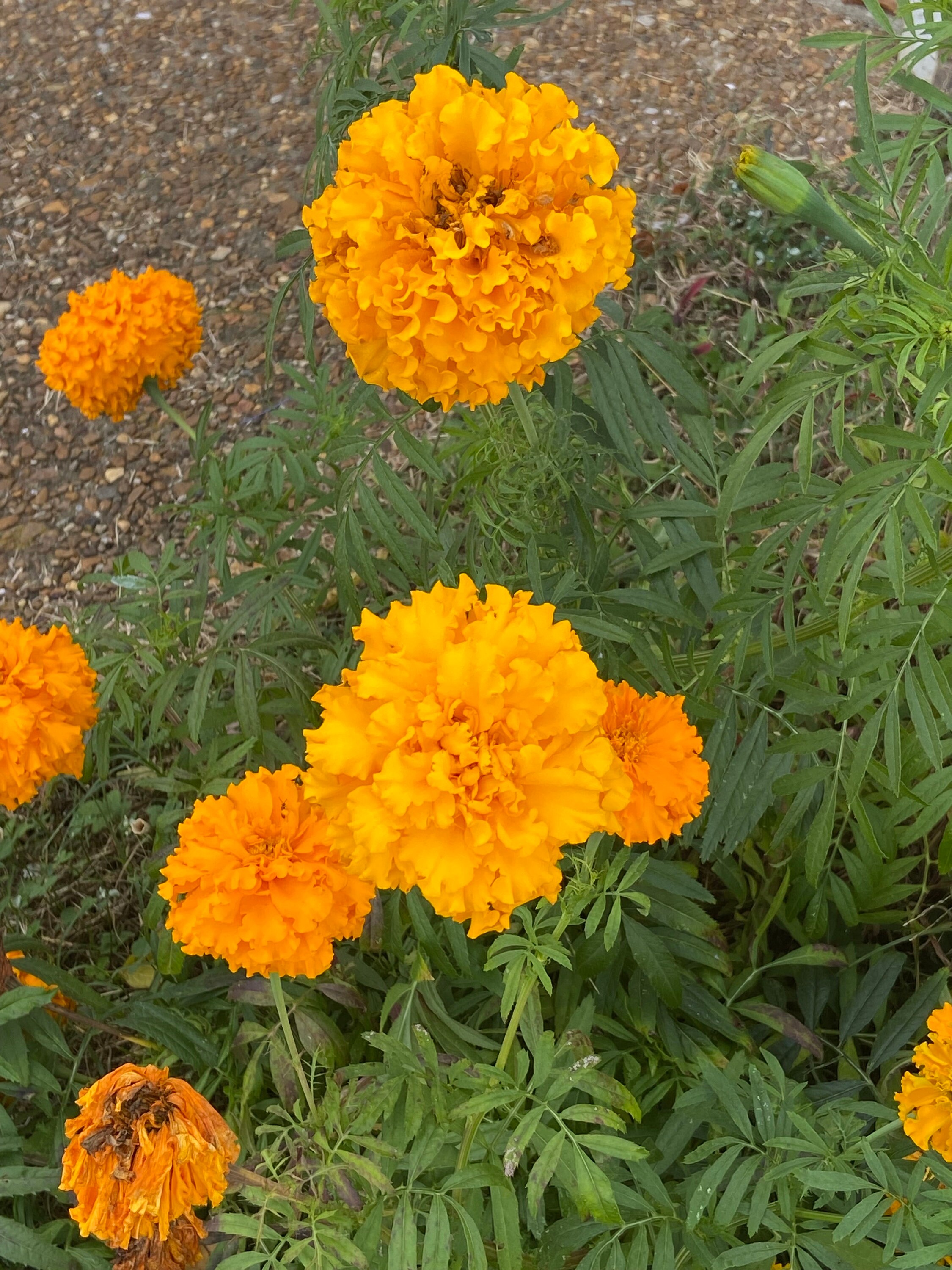 Bangladesh/asian Merrygold Seeds(30) - Etsy