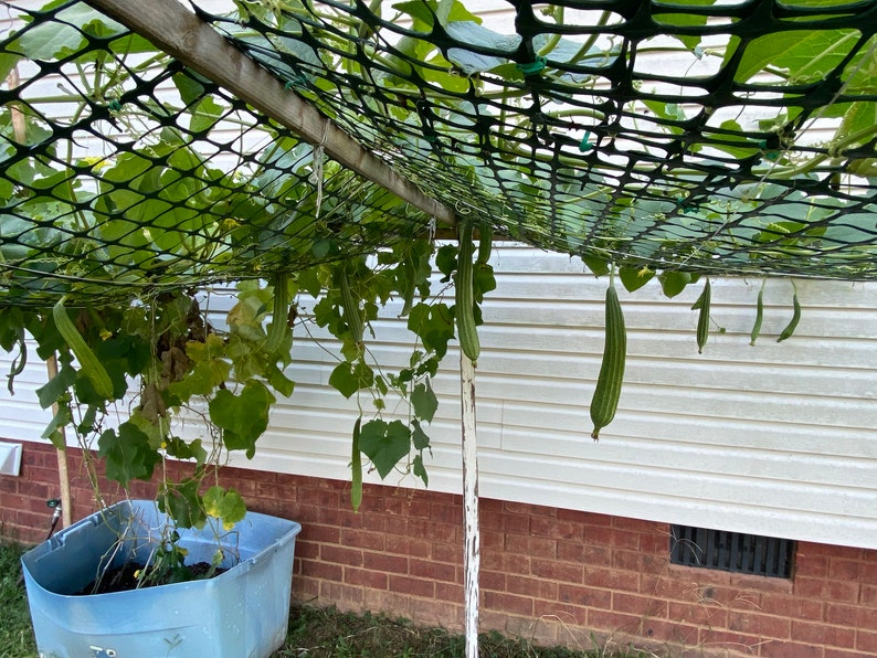 Bangladeshi Desi Jhinga/chinese Okra Seeds/luffa Gourd/loofah(4 QTY) - Etsy