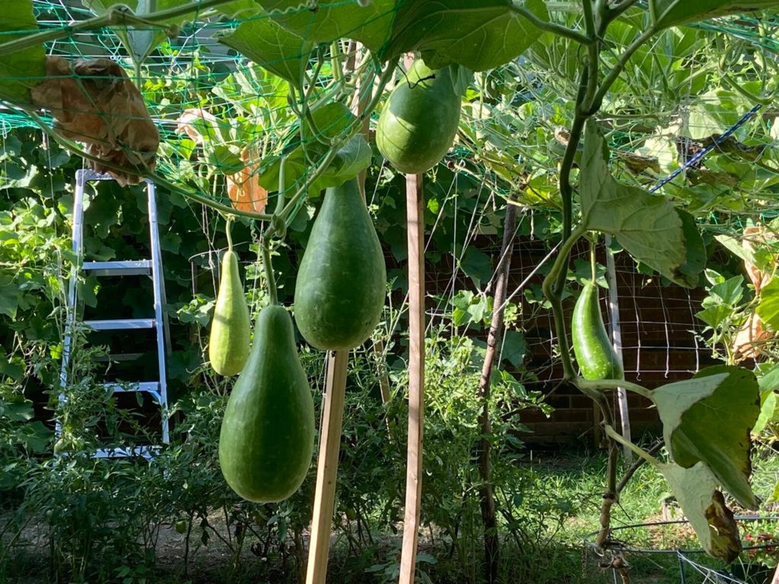 Bengali Khodu/bottle Gourd Seeds (7 Qty) - Etsy