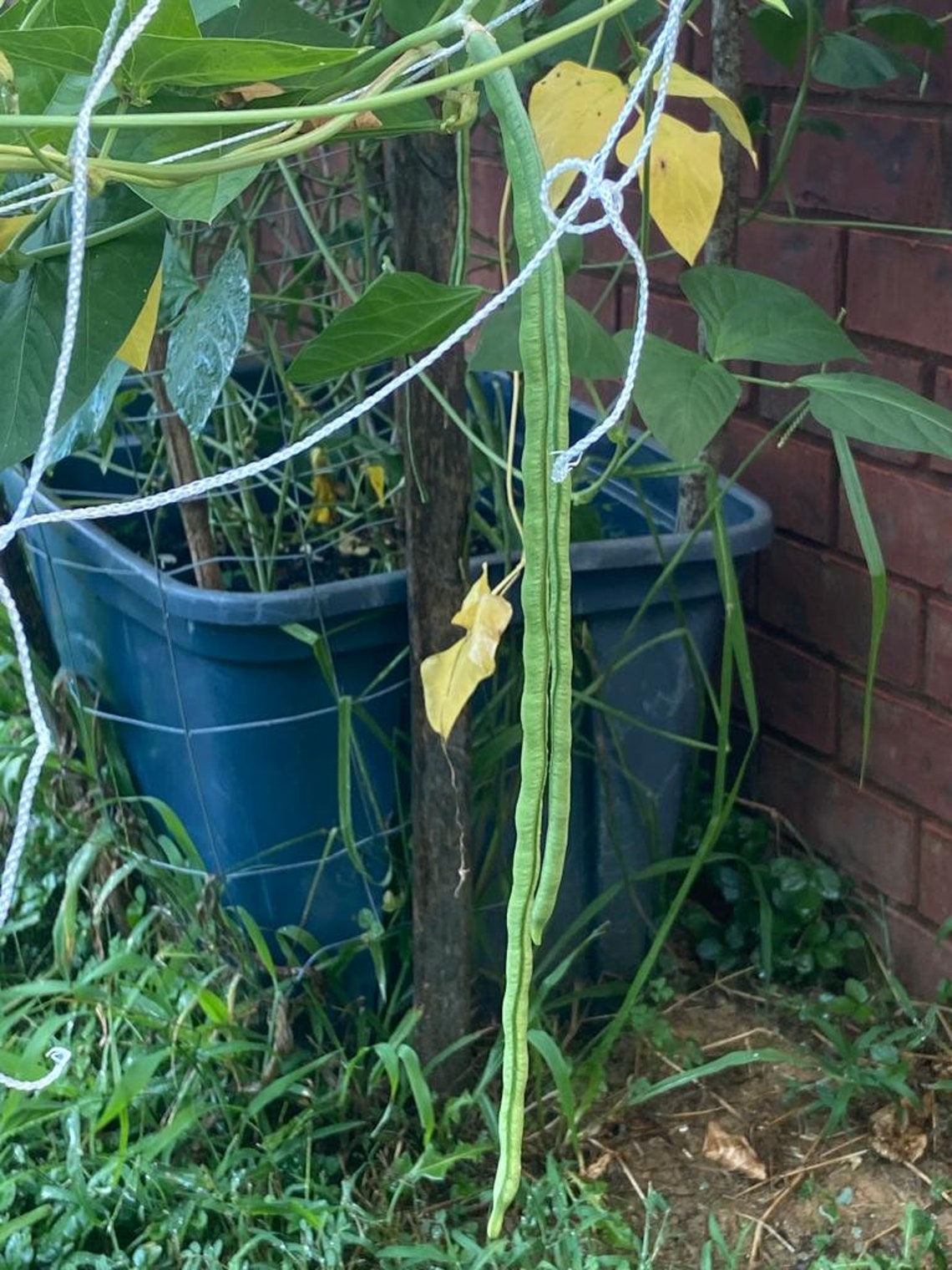 Bangladesh Borboti Seeds(5 Seeds) - Etsy