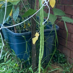 Bangladesh Borboti Seeds(5 Seeds) - Etsy