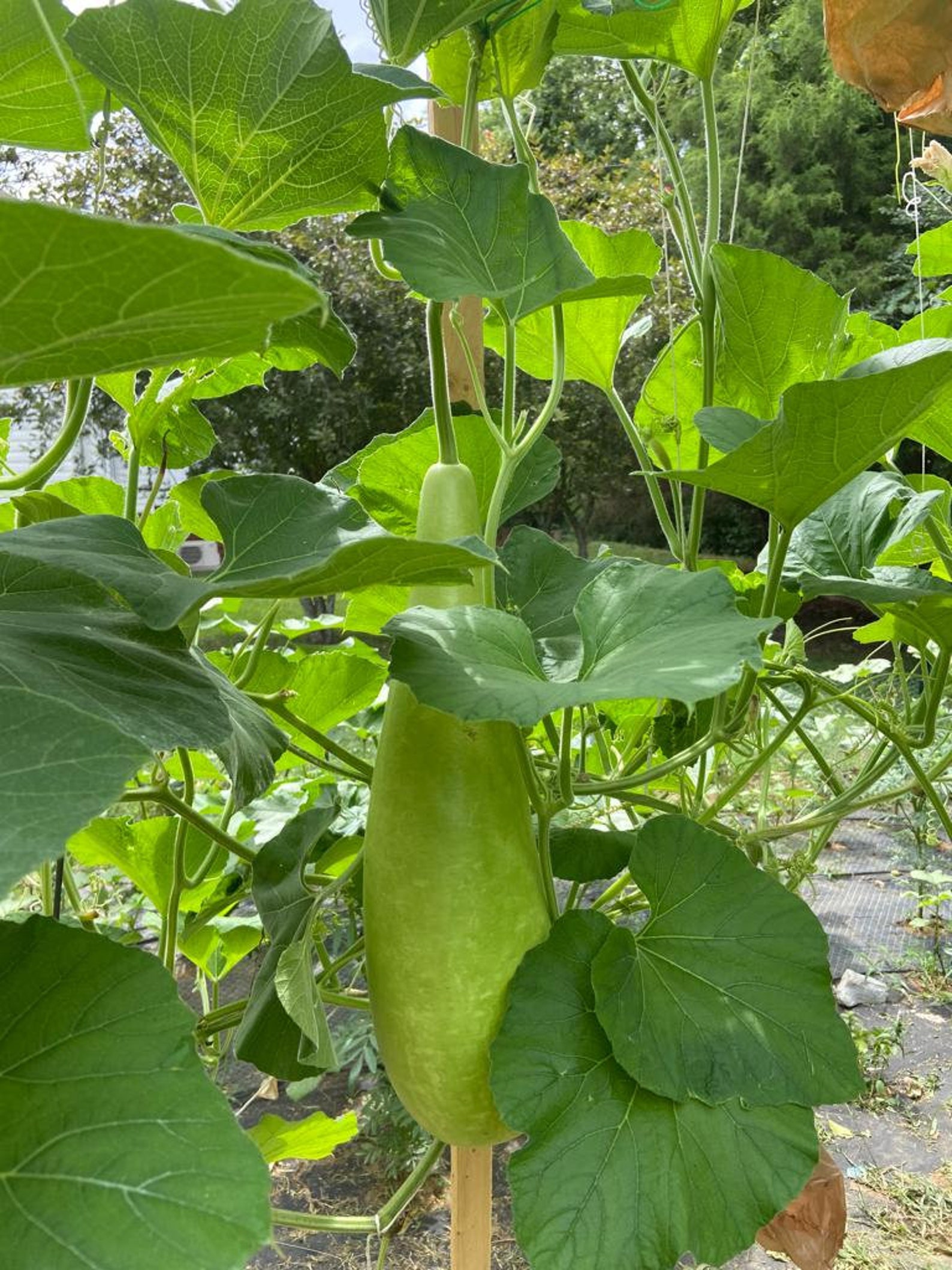 Bengali Khodu/bottle Gourd Seeds (7 Qty) - Etsy
