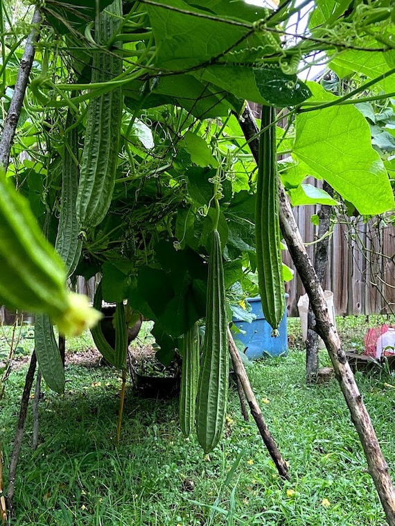 Bangladeshi Desi Jhinga/chinese Okra Seeds/luffa - Etsy
