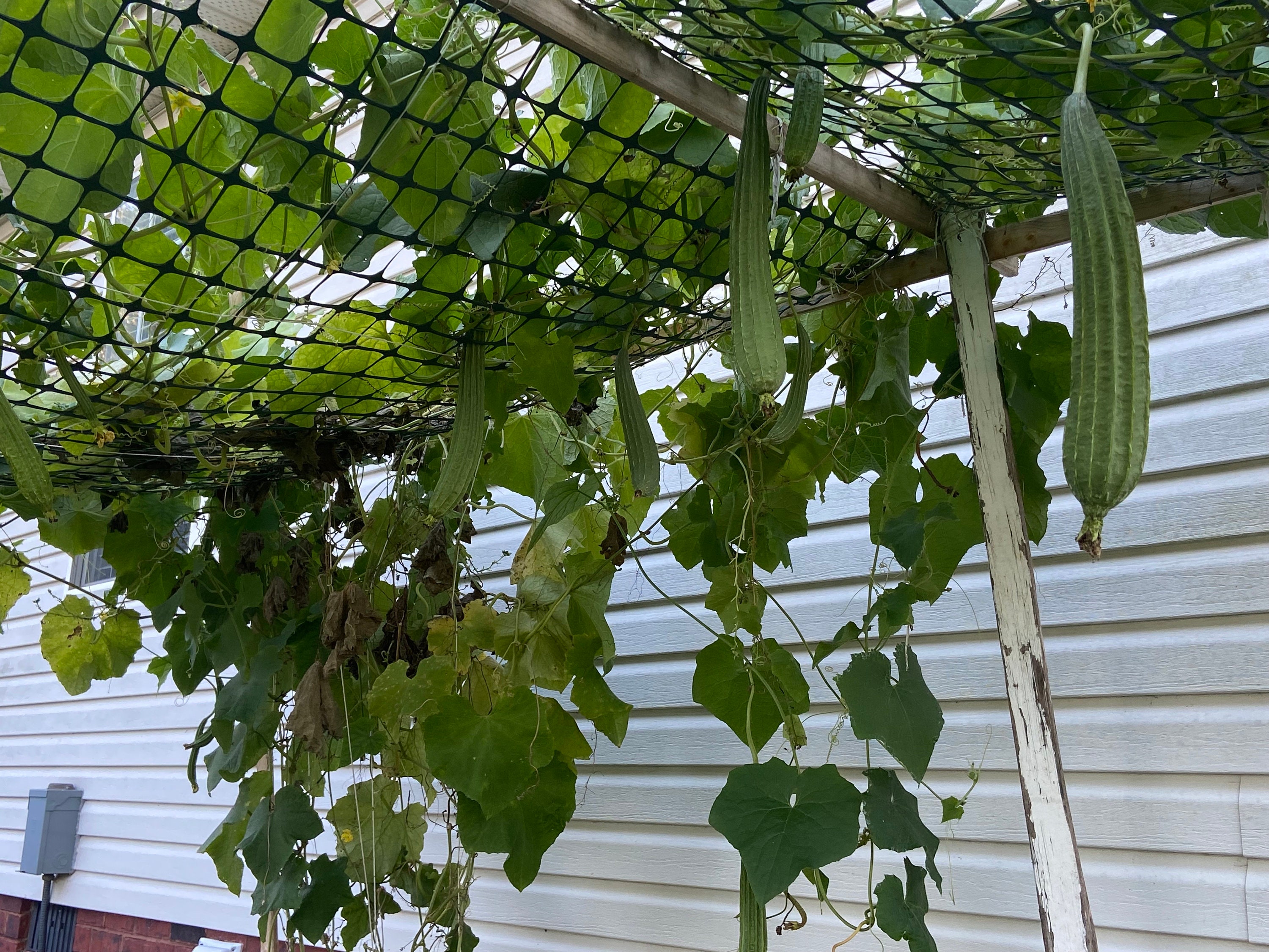 Bangladeshi Desi Jhinga/chinese Okra Seeds/luffa Gourd/loofah(4 QTY) - Etsy