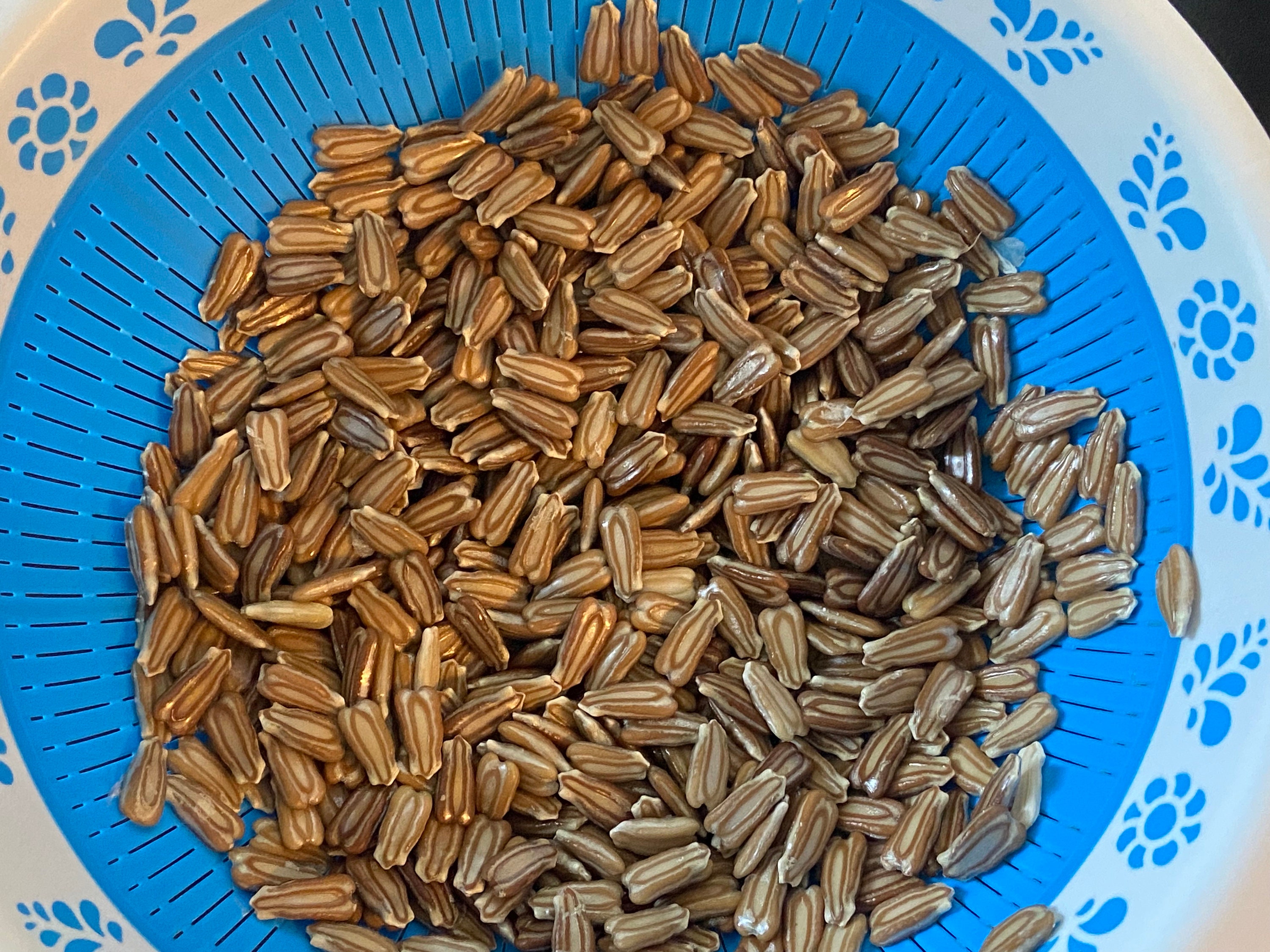 Bengali Khodu/bottle Gourd Seeds (7 Qty) - Etsy