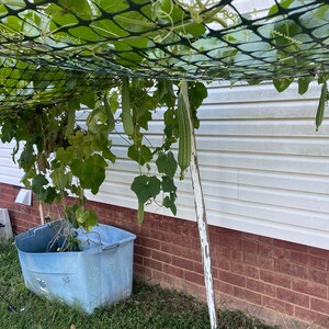 Bangladeshi Desi Jhinga/chinese Okra Seeds/luffa Gourd/loofah(4 QTY) - Etsy