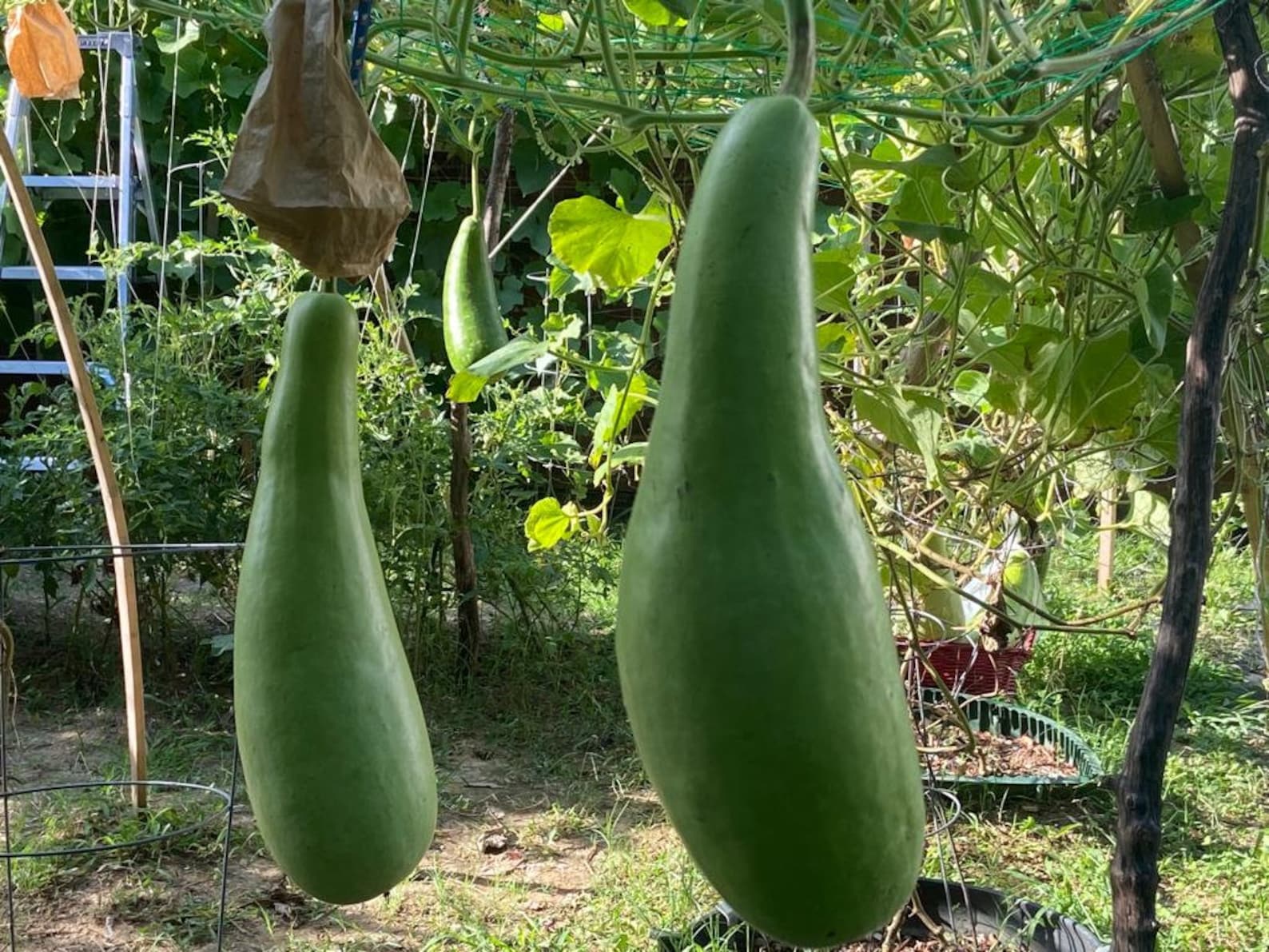 Bengali Khodu/bottle Gourd Seeds (7 Qty) - Etsy
