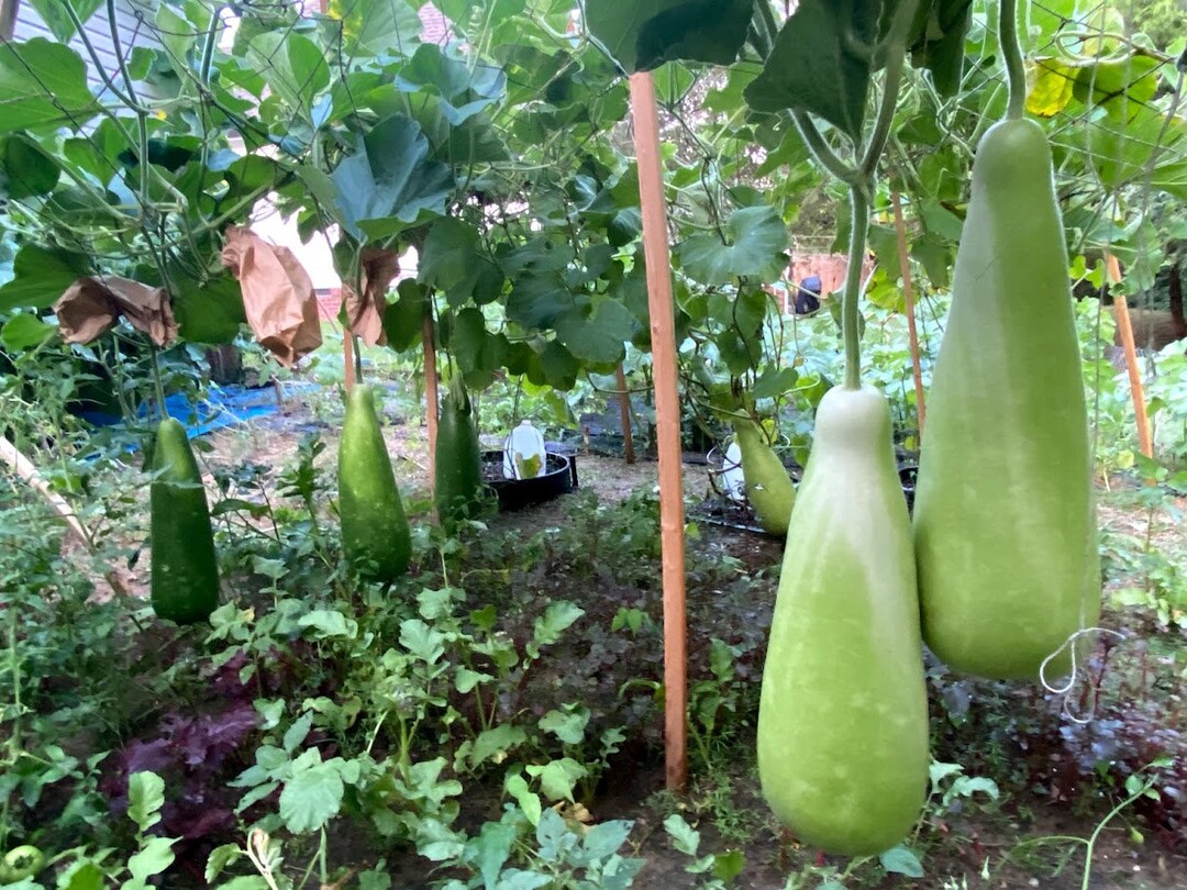 Bengali Khodu/bottle Gourd Seeds (7 Qty) - Etsy