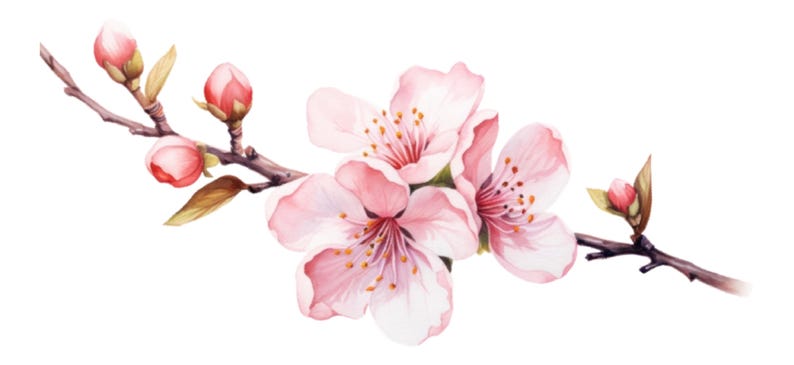 Cherry Blossom Branch Png, Watercokor Sakurai Floral Clipart Crafts ...