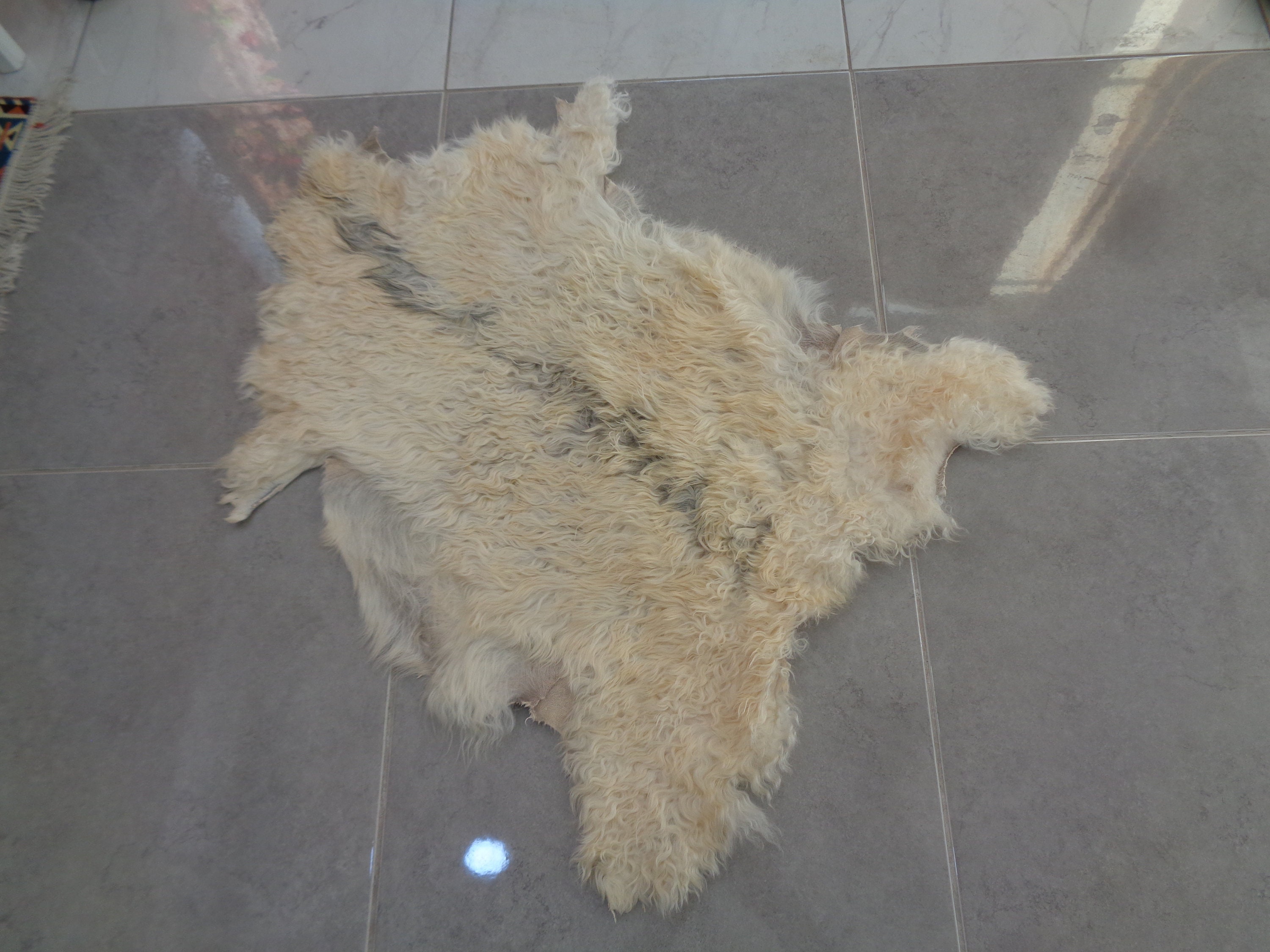 Goat Skin Hide, off White Angora Hide, Cozy Goatskin for Upholstery ...