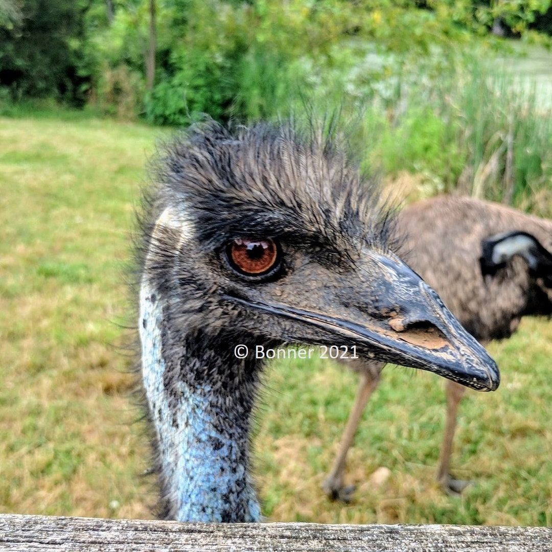 Up-close and Personal: Emu Instant Download With Amazing Detail - Etsy