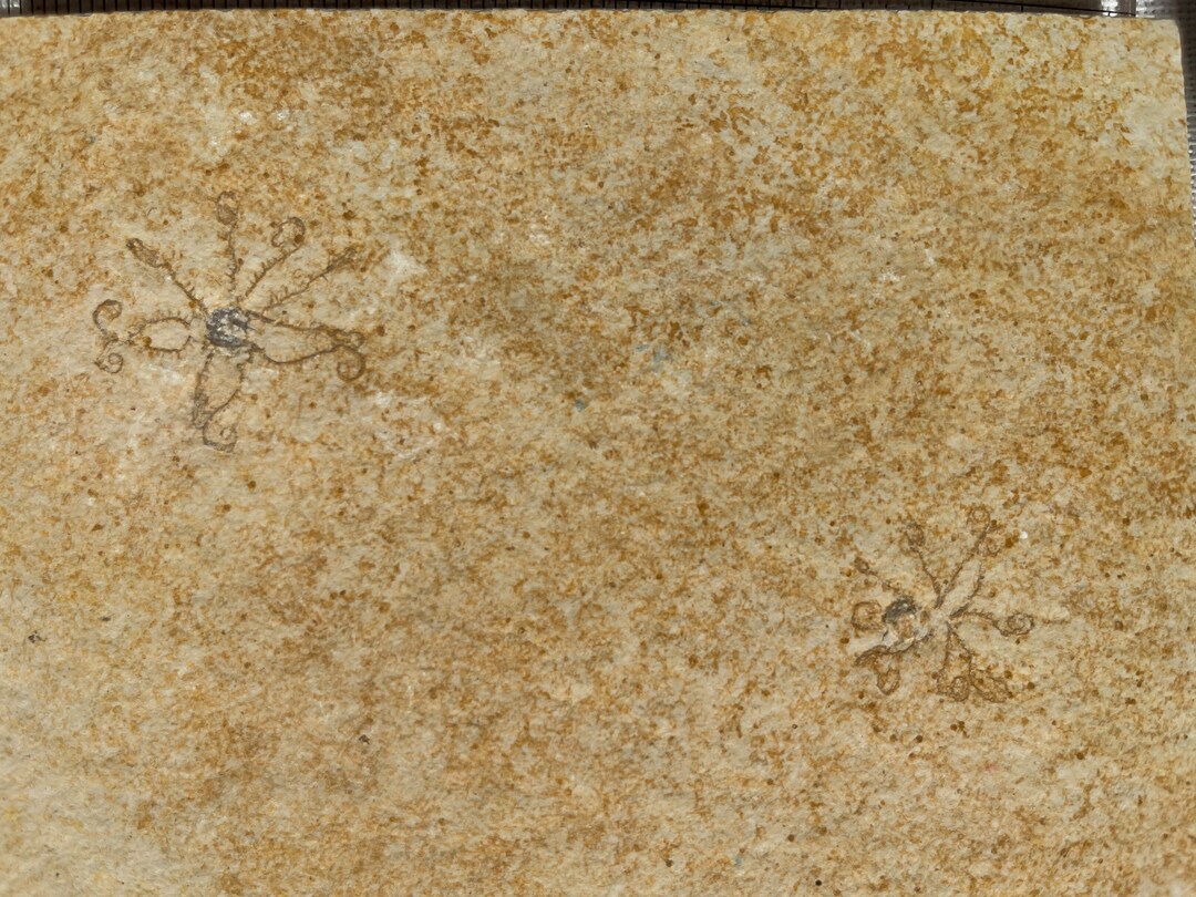 Fossil Floating Crinoid Plate - Etsy