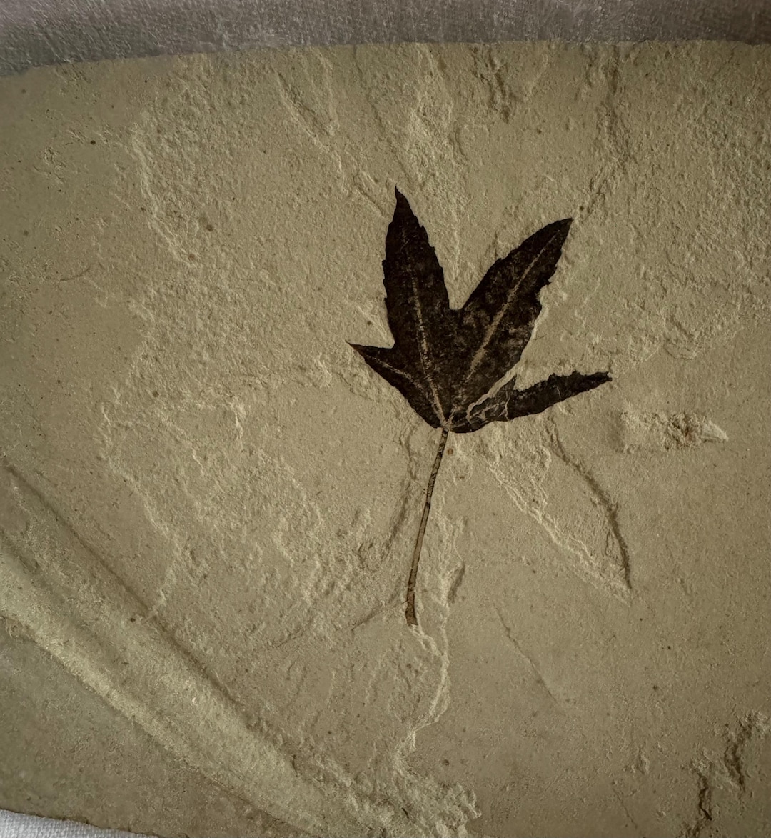 Maple Leaf Fossil - Etsy