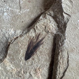 Fossil Feather - Etsy