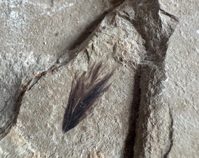 Fossil Feather - Etsy