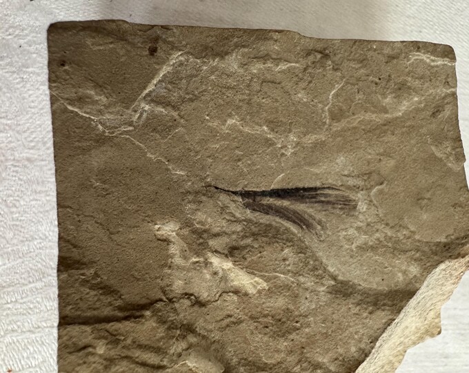 Fossil Feather - Etsy