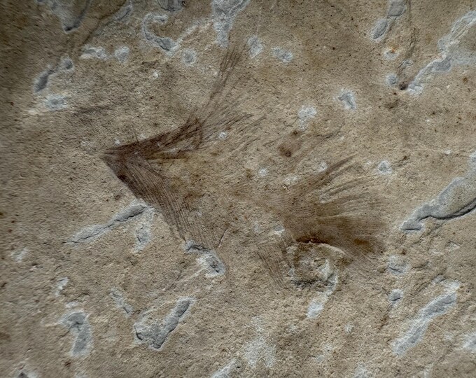 50 Million Year Old Fossil Feather - Green River Formation - Etsy