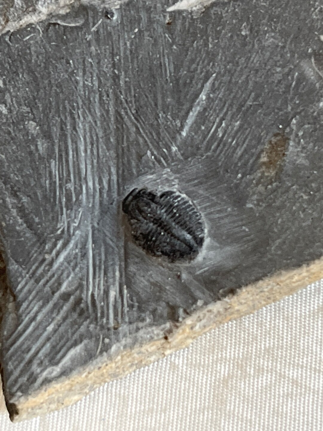 Miniature Trilobite Fossil - Etsy