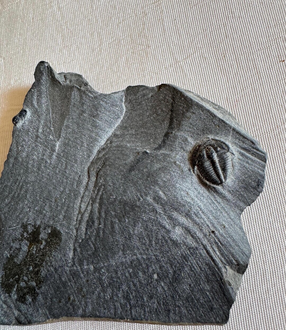 Miniature Trilobite Fossil Specimen - Etsy