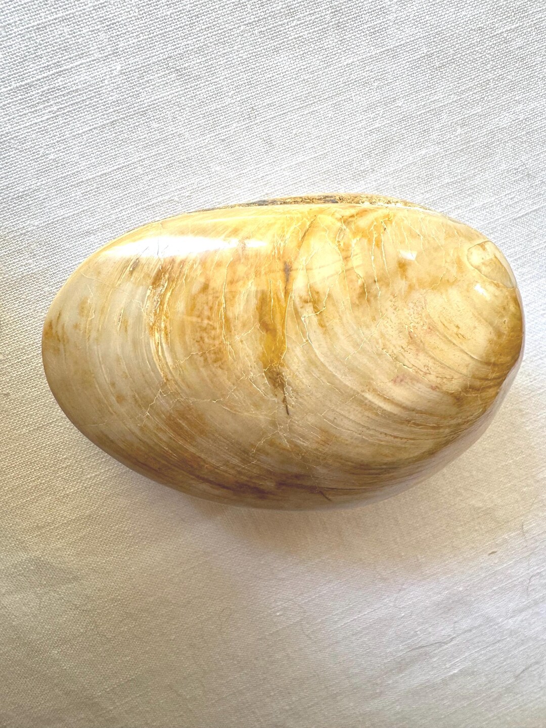 Complete Fossil Bivalve Clam Shell - Etsy