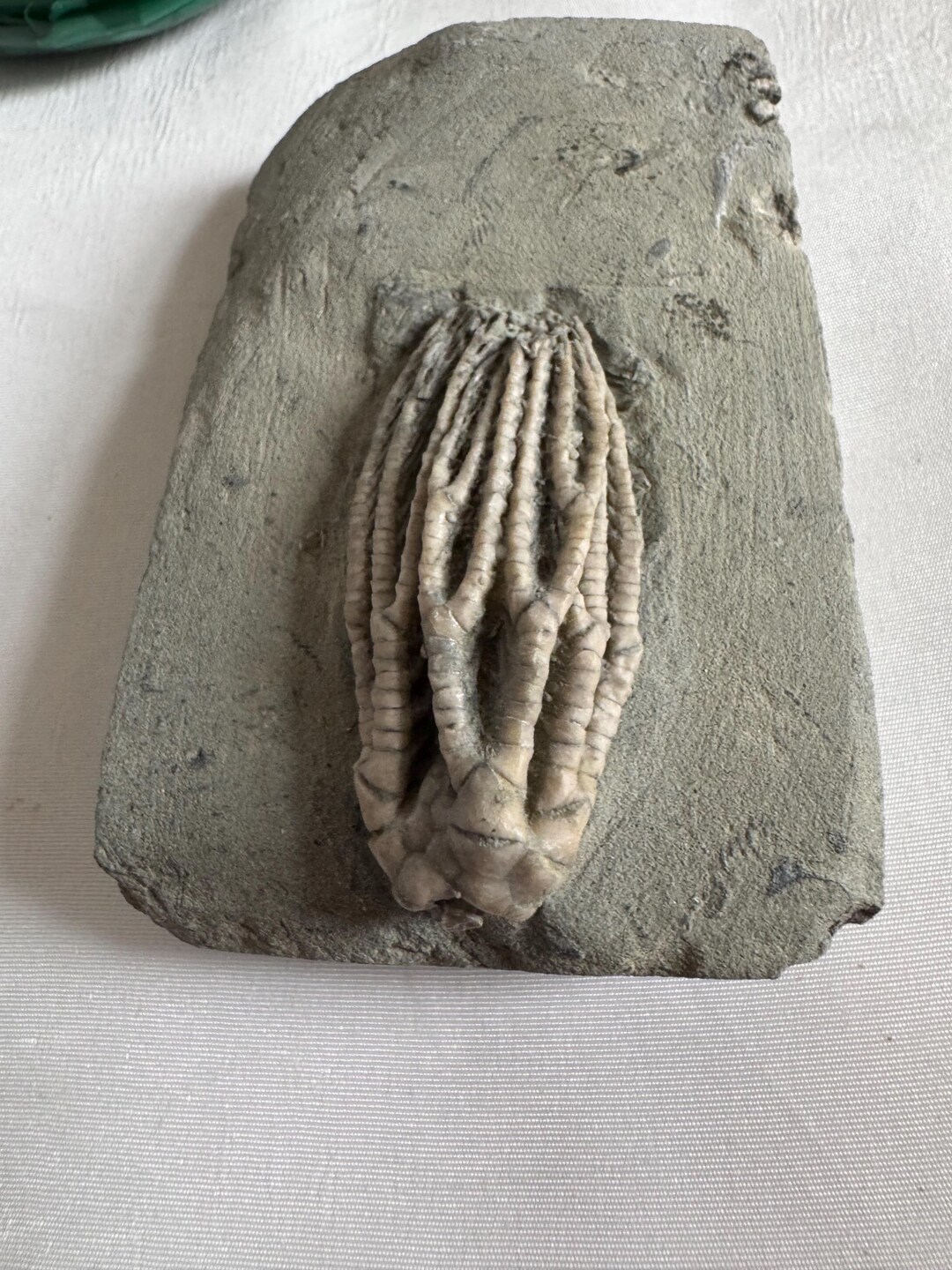 Crinoid on Limestone Rock - Etsy