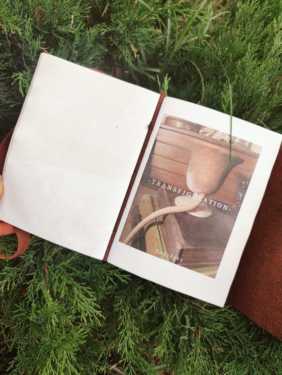 A Beginner's Guide to Transfiguration Book Softbook - Etsy UK