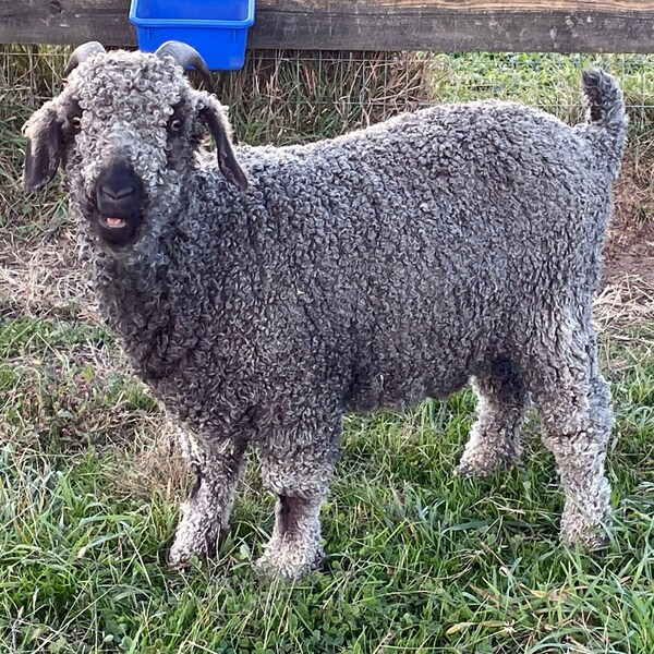 Angora Goat - Etsy