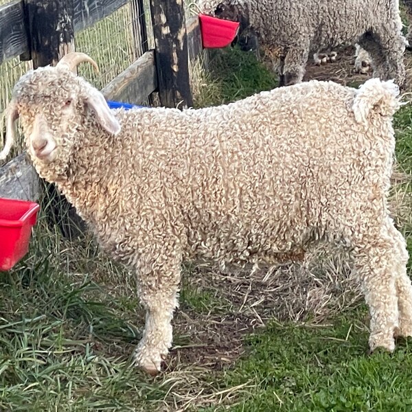 Angora Goat - Etsy