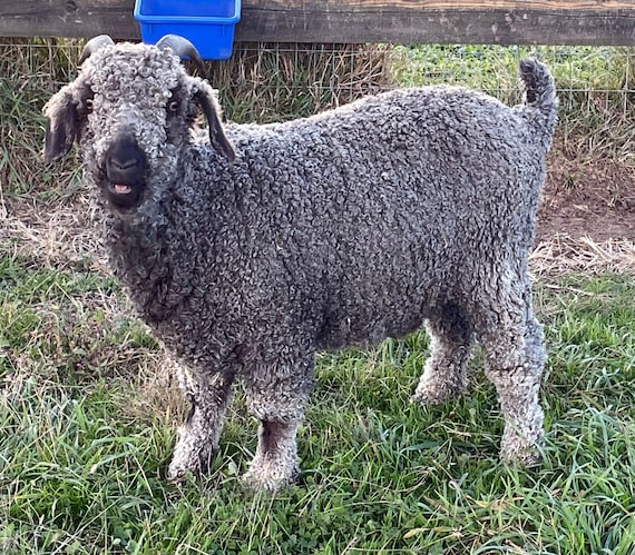 Raw Angora Goat Mohair Black | Etsy