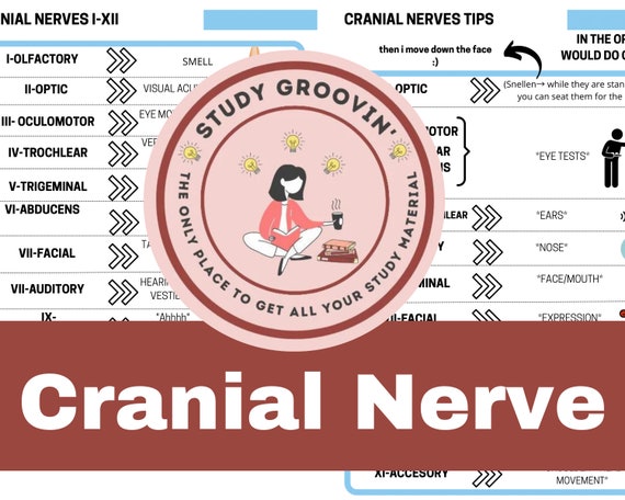 Cranial Nerves Chart Assessment Cheat Sheet 2020 Nurseslabs