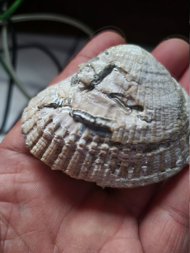 Extremely Rare Shell Light Pink Glitter Gold Shell Pearl Diamond ? - Etsy