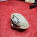 Extremely Rare Shell Light Pink Glitter Gold Shell Pearl Diamond ? - Etsy