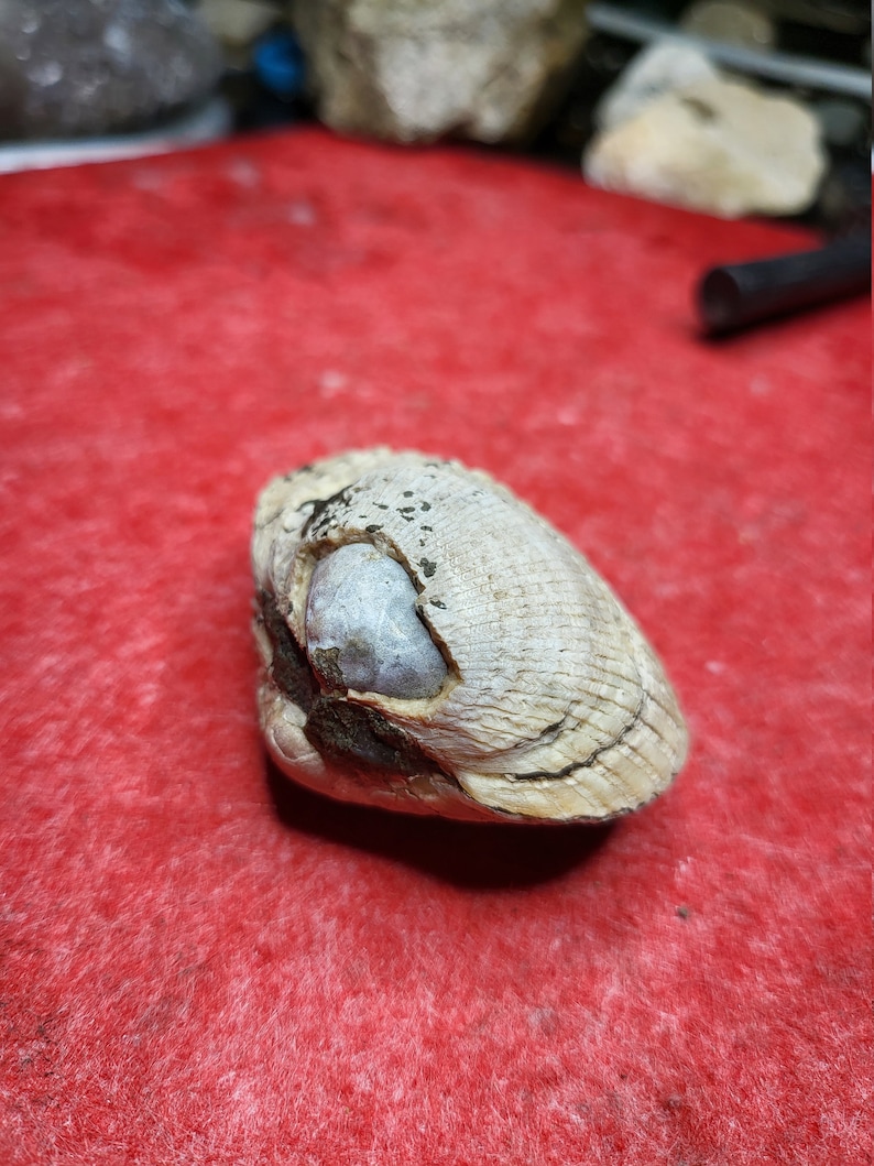 Extremely Rare Shell Light Pink Glitter Gold Shell Pearl Diamond ? - Etsy