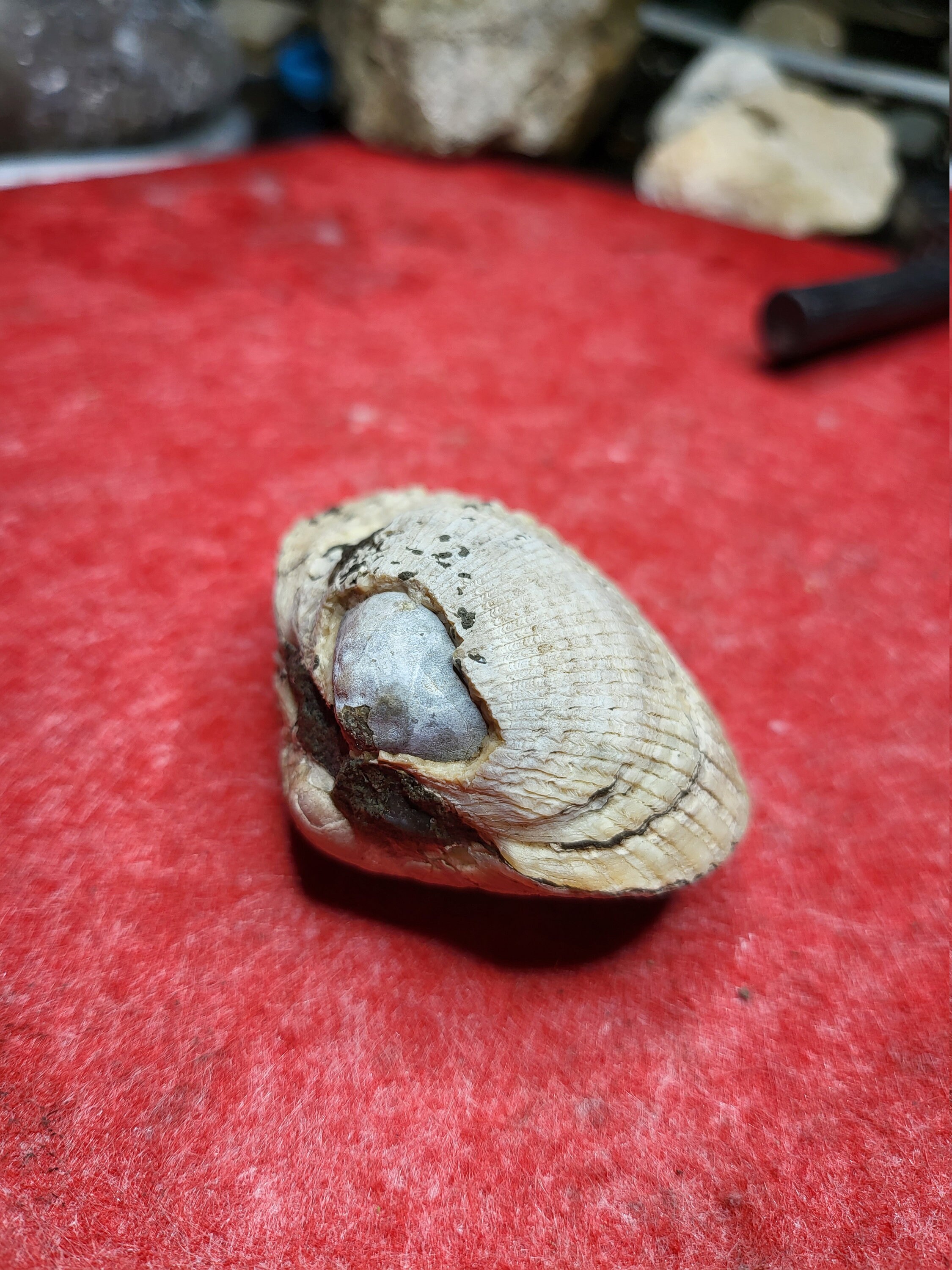 Extremely Rare Shell Light Pink Glitter Gold Shell Pearl Diamond ? - Etsy