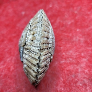 Extremely Rare Shell Light Pink Glitter Gold Shell Pearl Diamond ? - Etsy