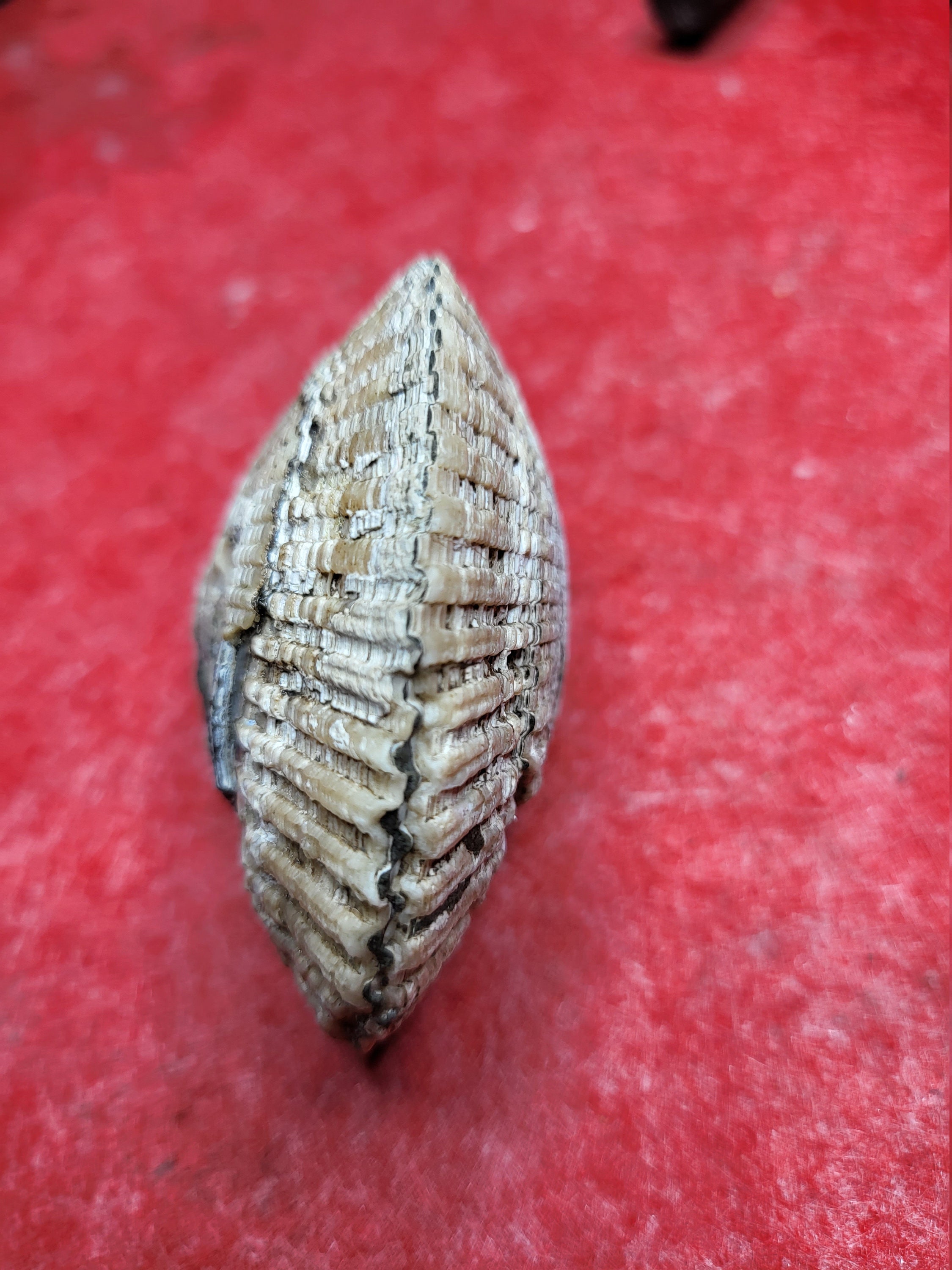 Extremely Rare Shell Light Pink Glitter Gold Shell Pearl Diamond ? - Etsy