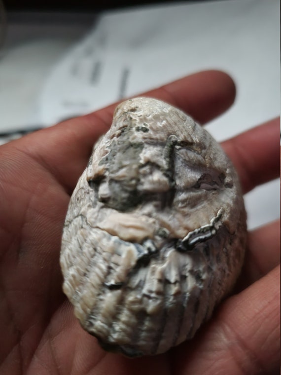 Extremely Rare Shell Light Pink Glitter Gold Shell Pearl - Etsy