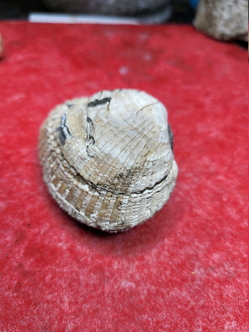 Extremely Rare Shell Light Pink Glitter Gold Shell Pearl Diamond ? - Etsy