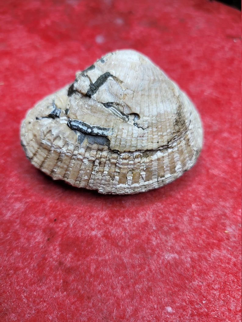 Extremely Rare Shell Light Pink Glitter Gold Shell Pearl Diamond ? - Etsy