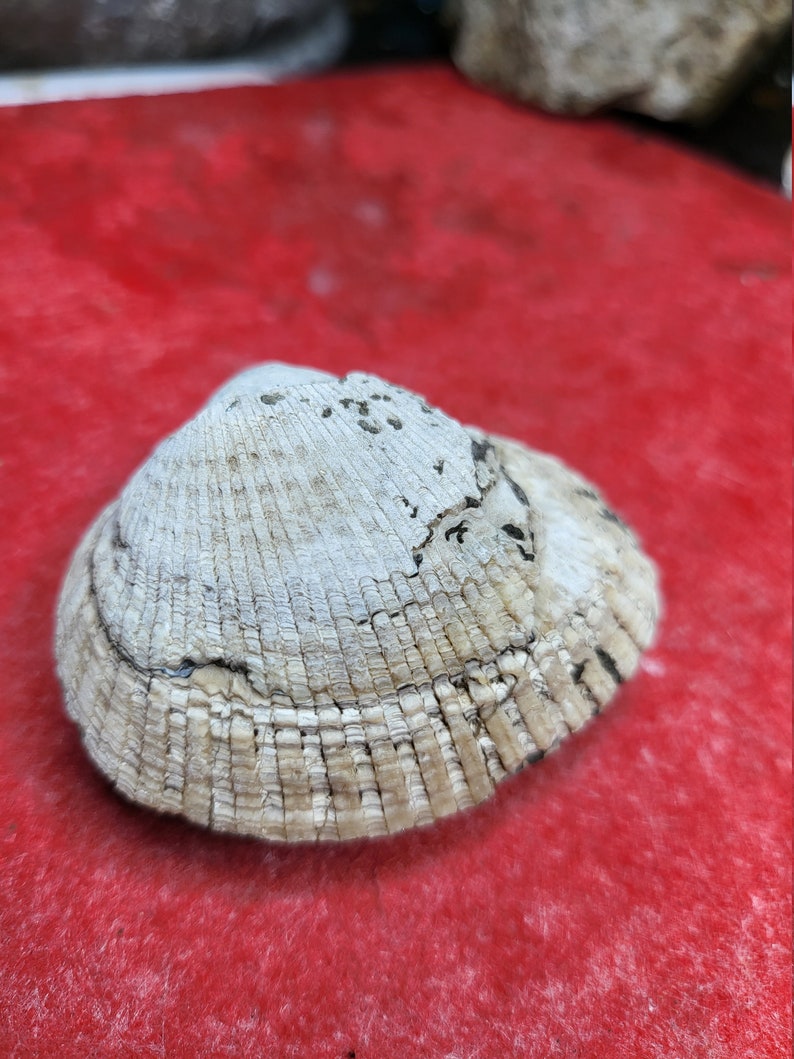 Extremely Rare Shell Light Pink Glitter Gold Shell Pearl Diamond ? - Etsy