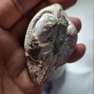 Extremely Rare Shell Light Pink Glitter Gold Shell Pearl Diamond ? - Etsy