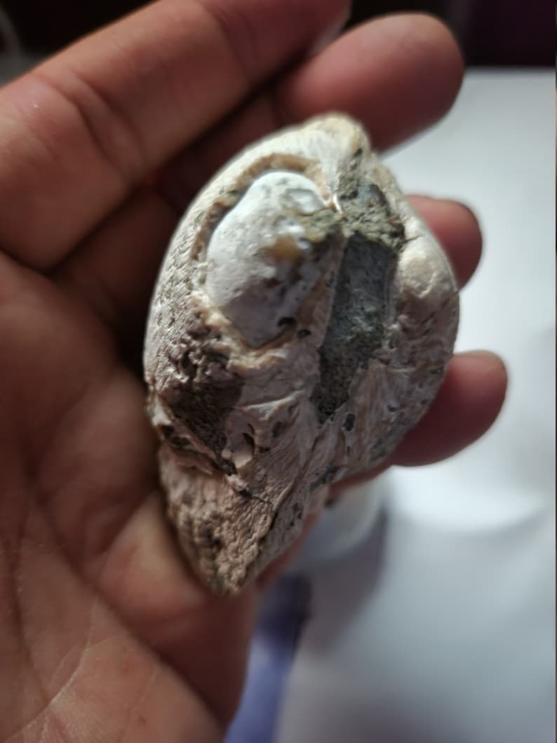 Extremely Rare Shell Light Pink Glitter Gold Shell Pearl Diamond ? - Etsy