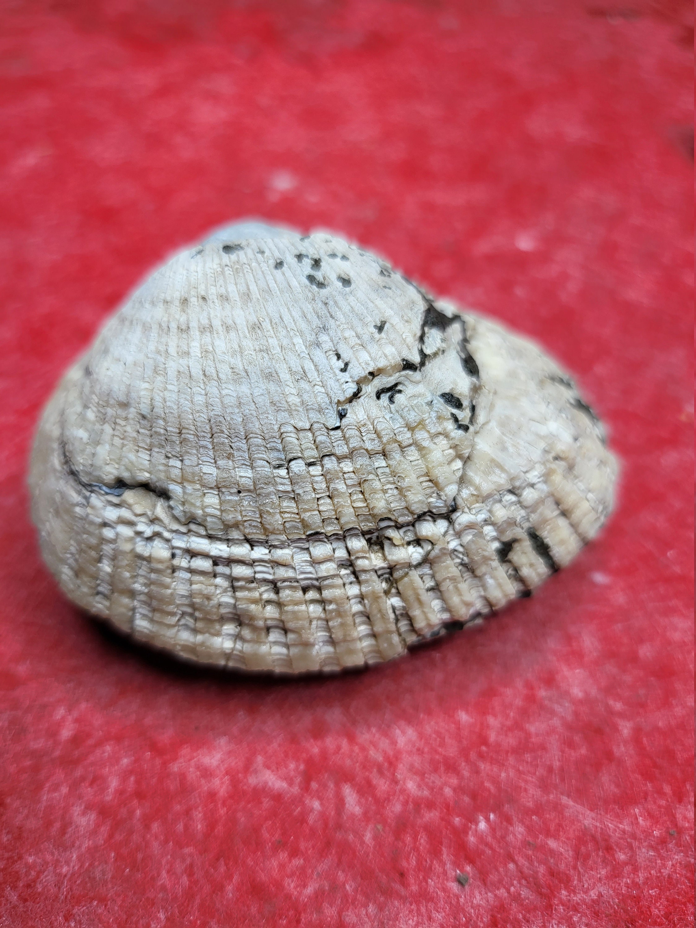 Extremely Rare Shell Light Pink Glitter Gold Shell Pearl Diamond ? - Etsy