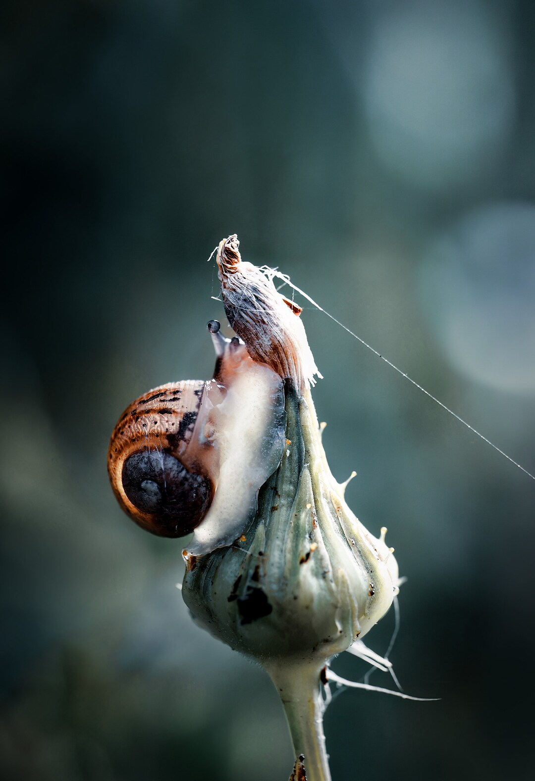 Snail Photography Print, Snail Theme Décor, Wall Décor - Etsy