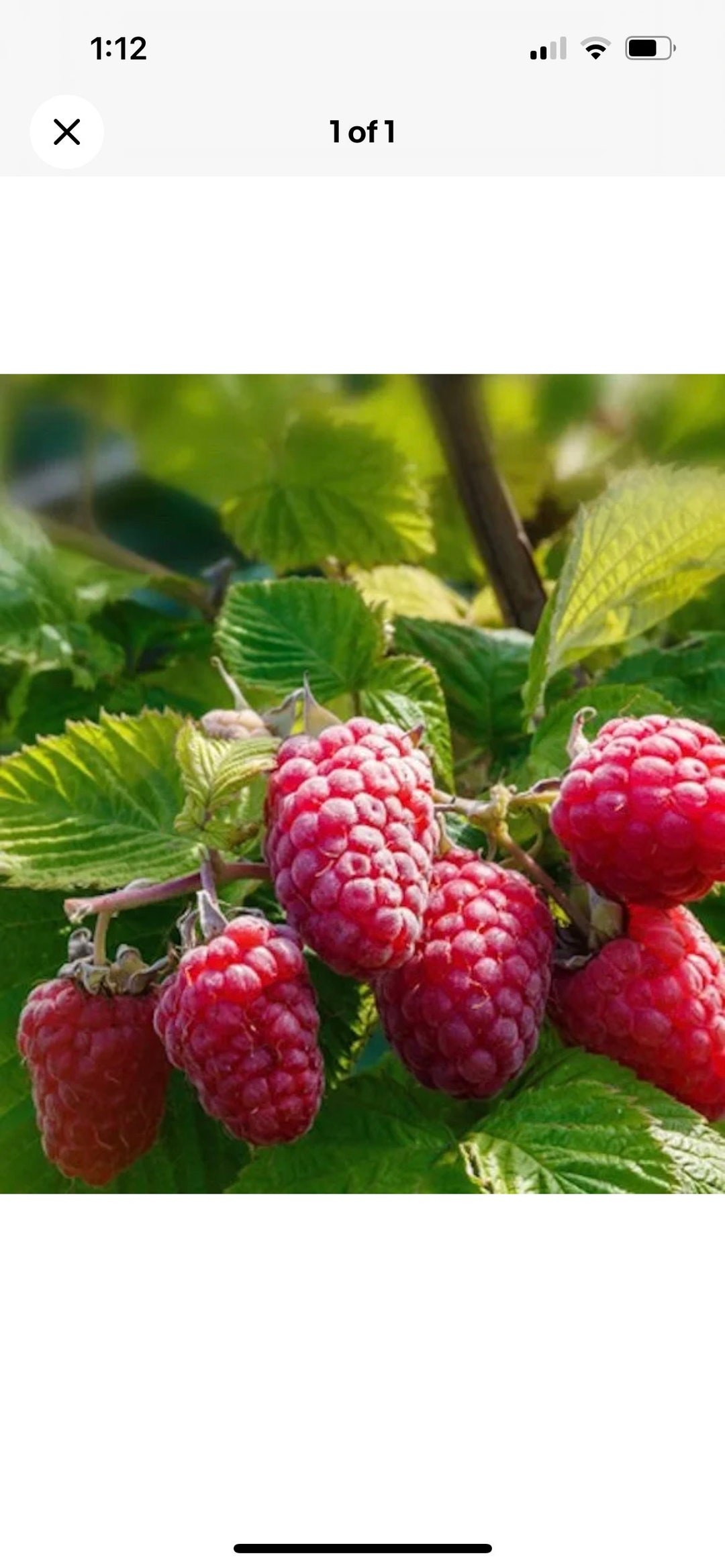2 Pk Caroline Raspberry Plants Bare Root Canes Large and - Etsy