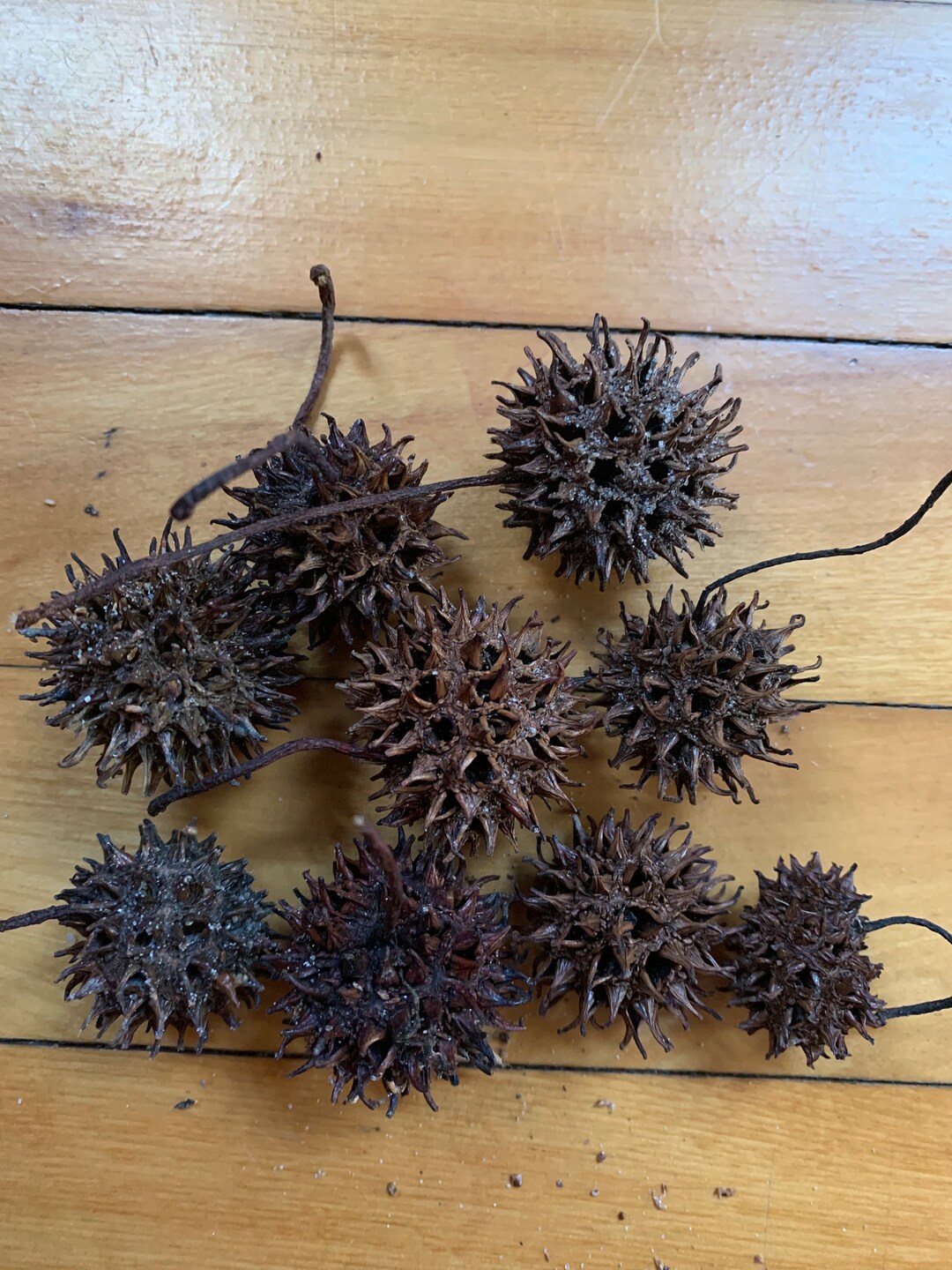 Sweet Gum Witch Burrs/ Spurs Natural Altar Meditation - Etsy