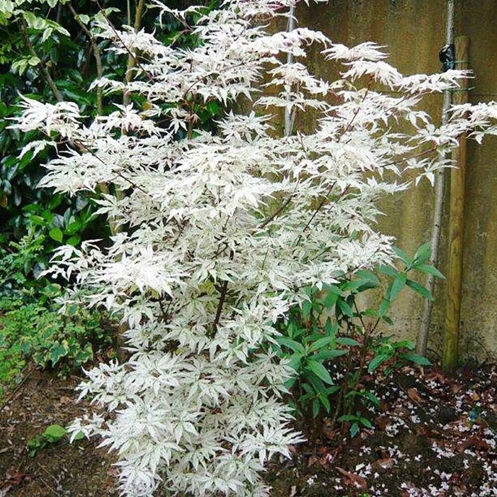 10 Seeds White Japanese Maple Tree Seeds - Etsy