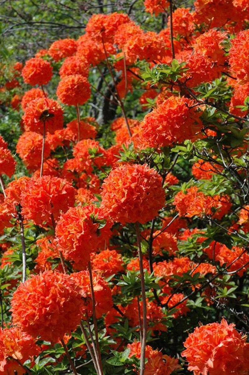25 Seeds Orange Hydrangeas Flower Ground Cover Garden Plants - Etsy