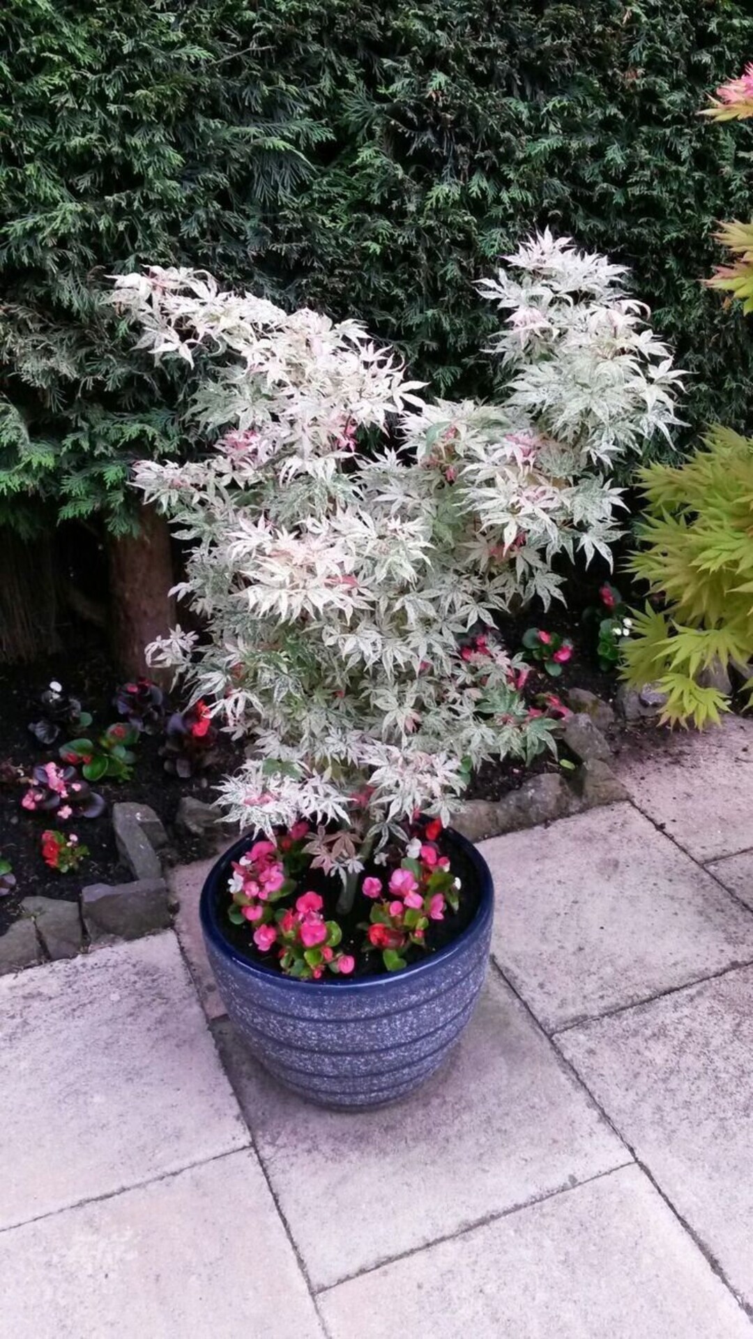 10 Seeds White Japanese Maple Tree Seeds - Etsy